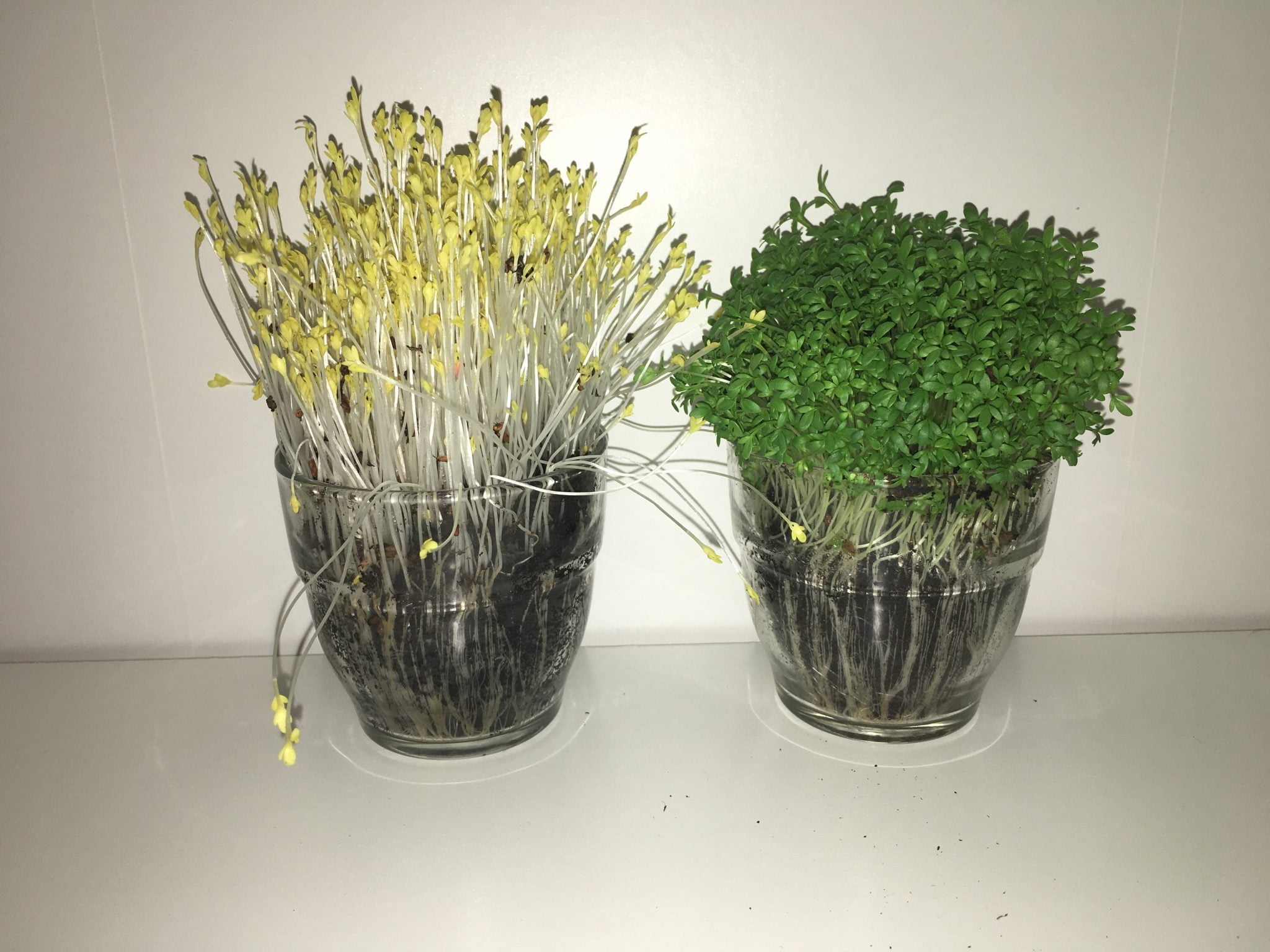 AstroFarmer – Learning about conditions for plant growth – Moon Camp ...